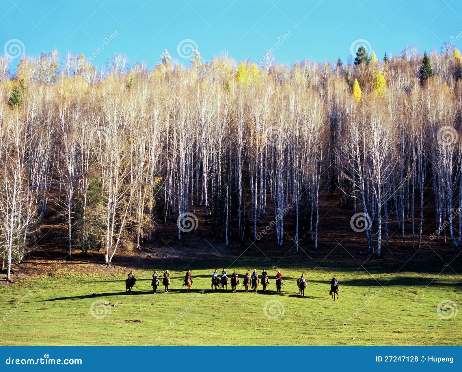 Chinese Pople Riding Horse in White Birch Trees Stock Photo - Image of ...