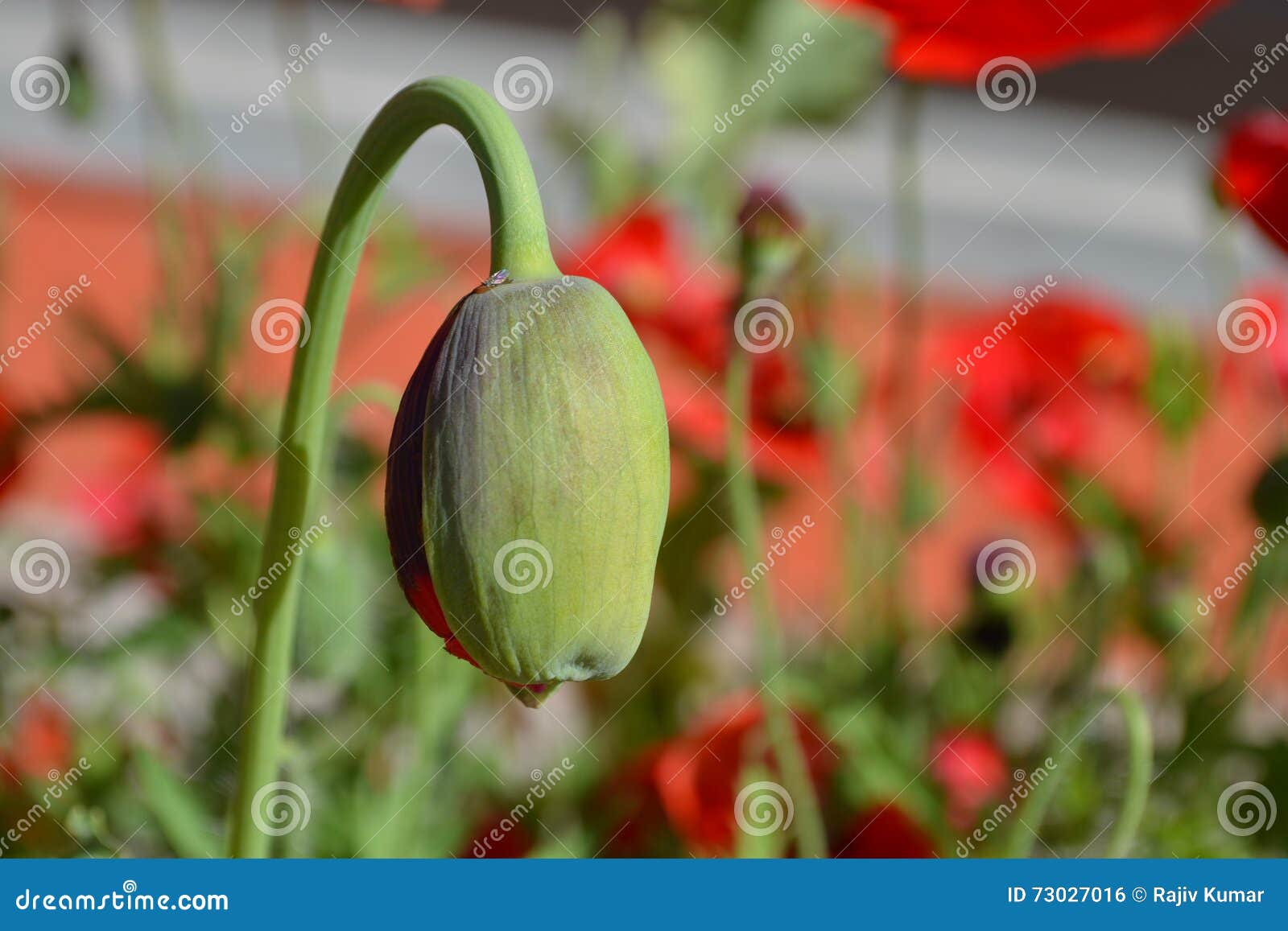 Chinese poppy stock photo. Image of petal, chinese, green - 73027016