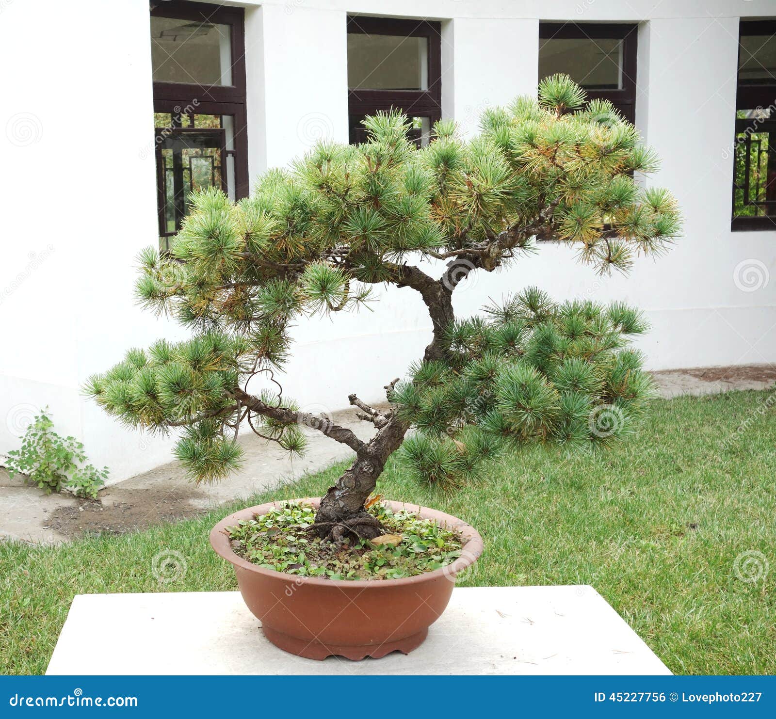 Chinese potted pine tree stock photo. Image of potted - 45227756