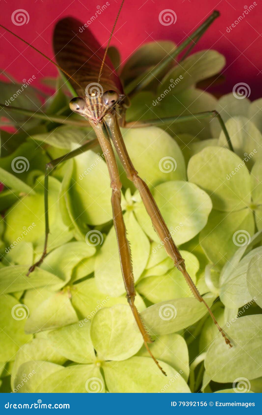 Chinese Praying Mantis stock photo. Image of male, praying - 79392156