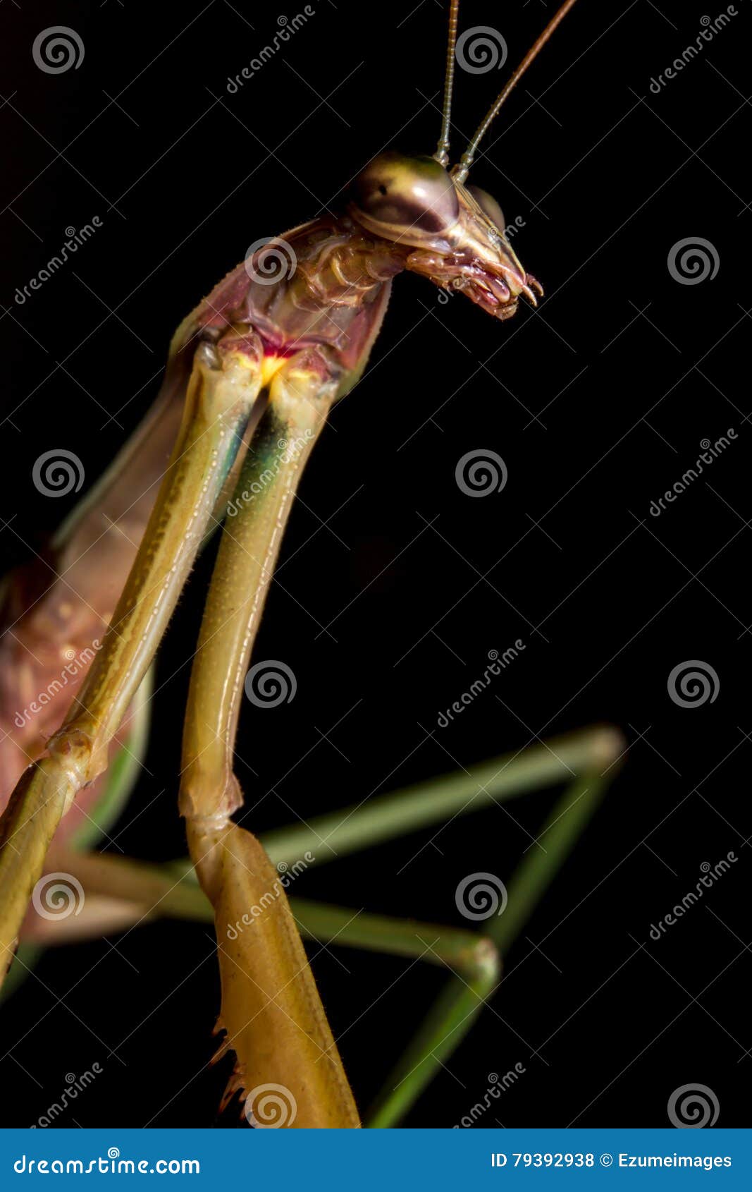 Chinese Praying Mantis stock photo. Image of predator - 79392938