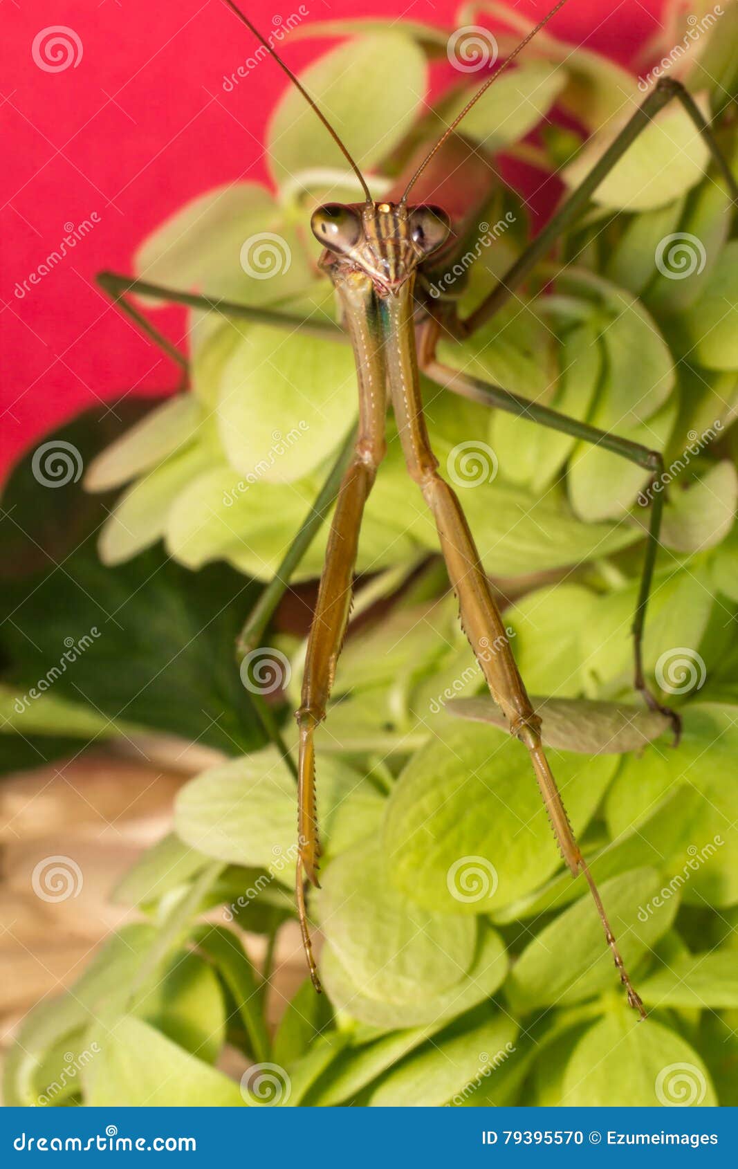 Chinese Praying Mantis stock photo. Image of plant, asian - 79395570
