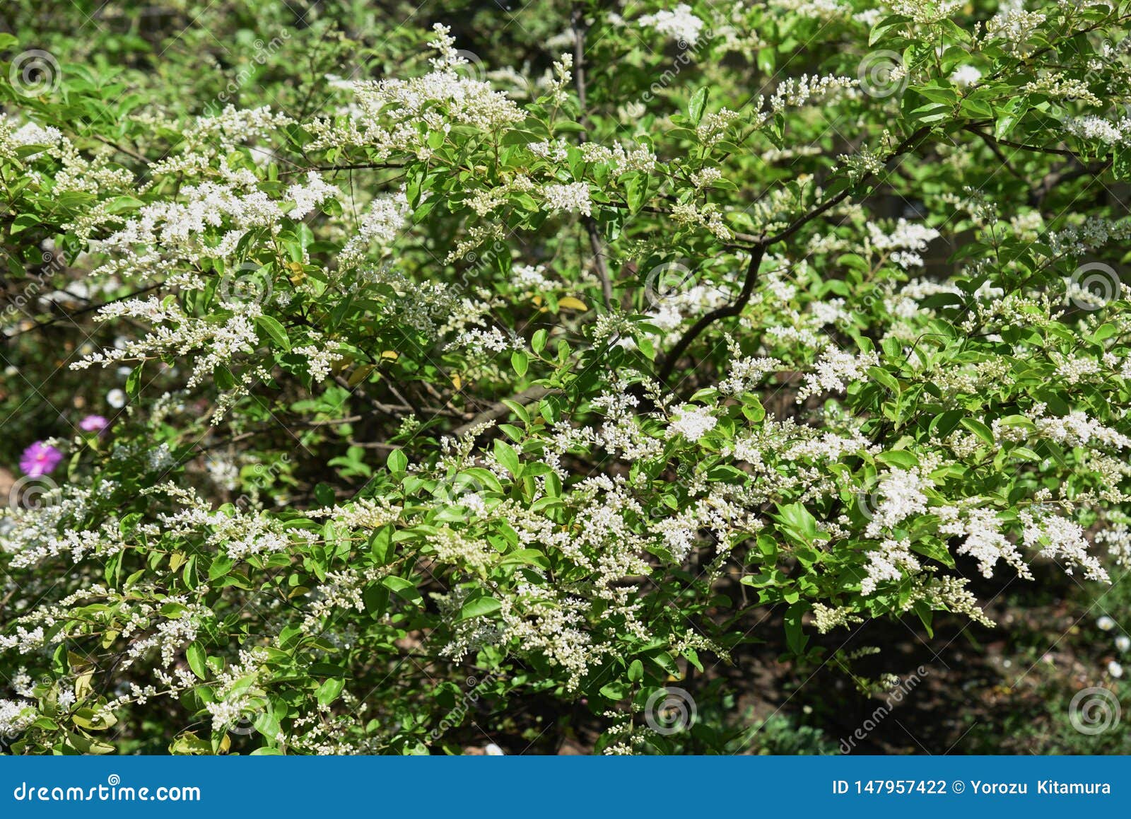 Chinese privet flowers stock photo. Image of park, blossom - 147957422