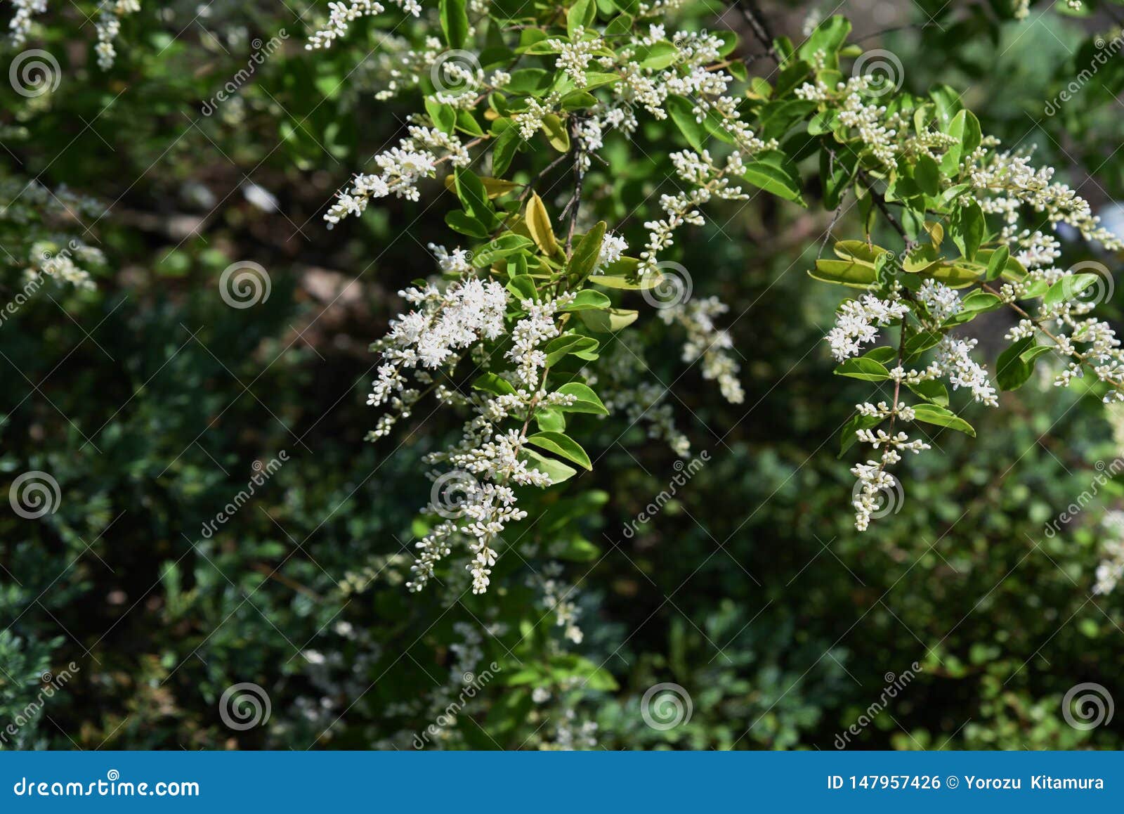 Chinese privet flowers stock photo. Image of floral - 147957426