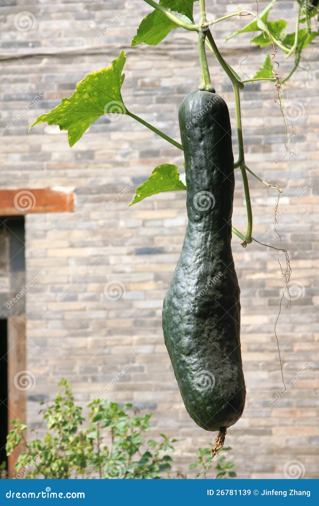 Chinese pumpkin stock image. Image of greenstuffs, brick - 26781139