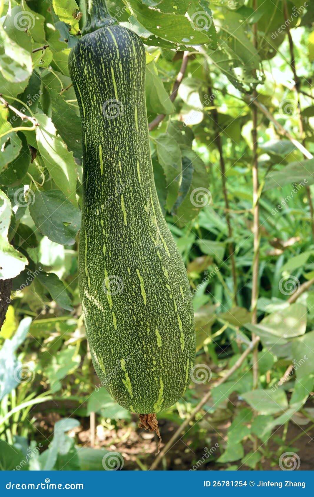 Chinese pumpkin stock photo. Image of closeup, green - 26781254