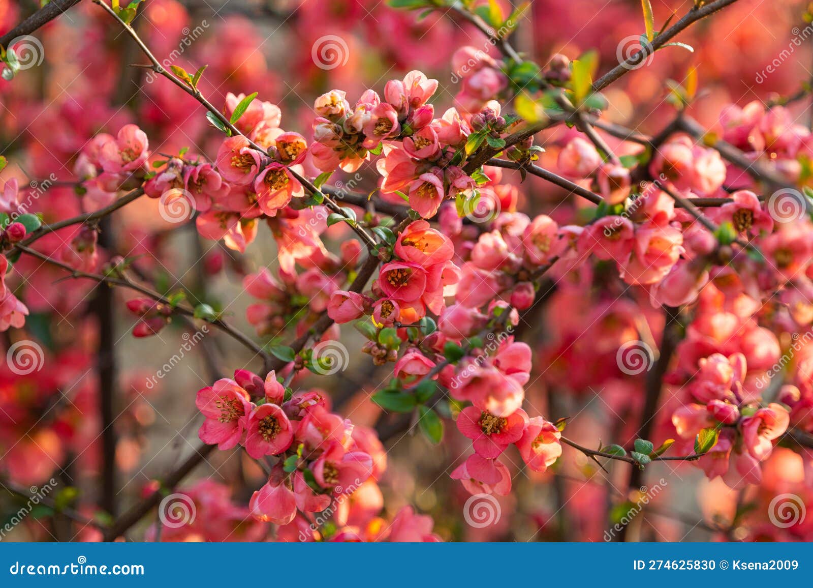 Chinese Quince Blooming in Spring Stock Photo - Image of spring, quince ...