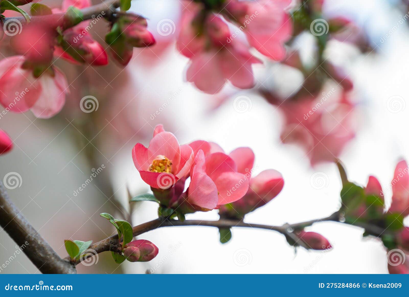 Chinese Quince Blooming in Spring Stock Photo - Image of quince, garden ...