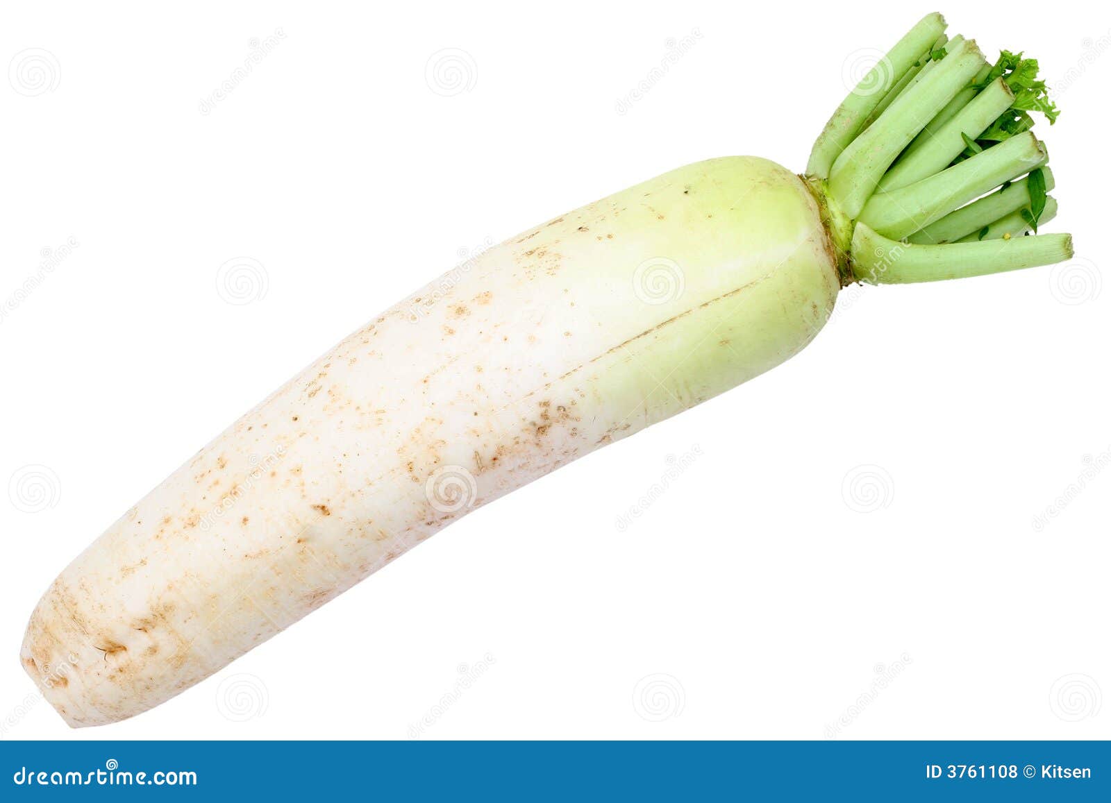 Chinese radish stock photo. Image of isolated, salad, asian - 3761108