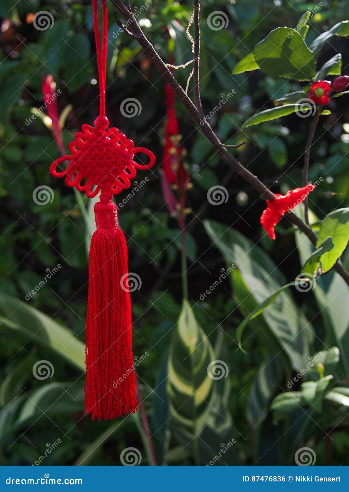 Chinese Red Knot stock photo. Image of closeup, festival - 87476836