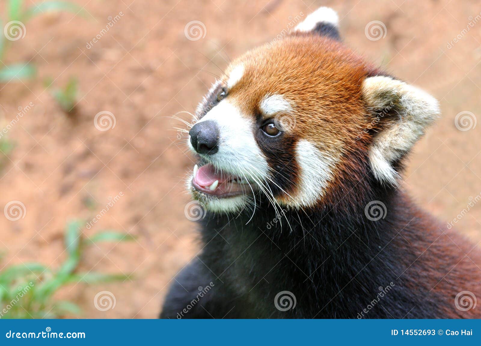 A Chinese red Panda stock image. Image of mammal, mouth - 14552693