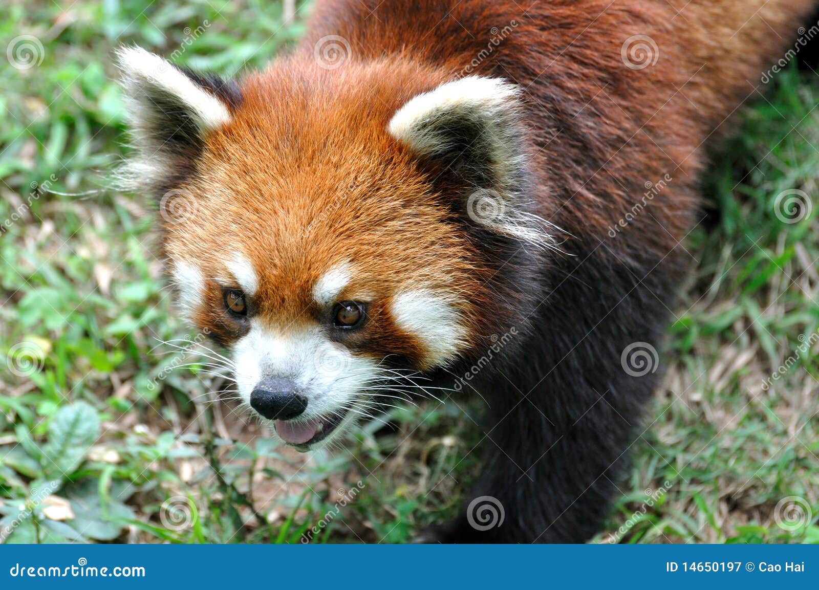 Chinese red Panda stock image. Image of ailurus, coat - 14650197
