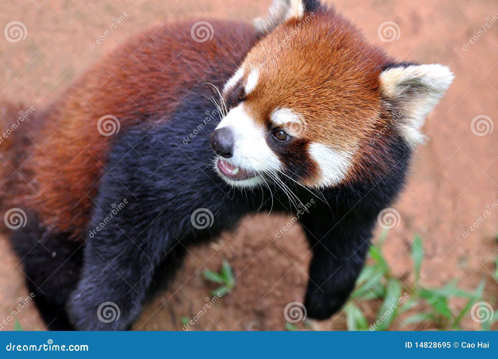 A Chinese red panda stock image. Image of head, coat - 14828695