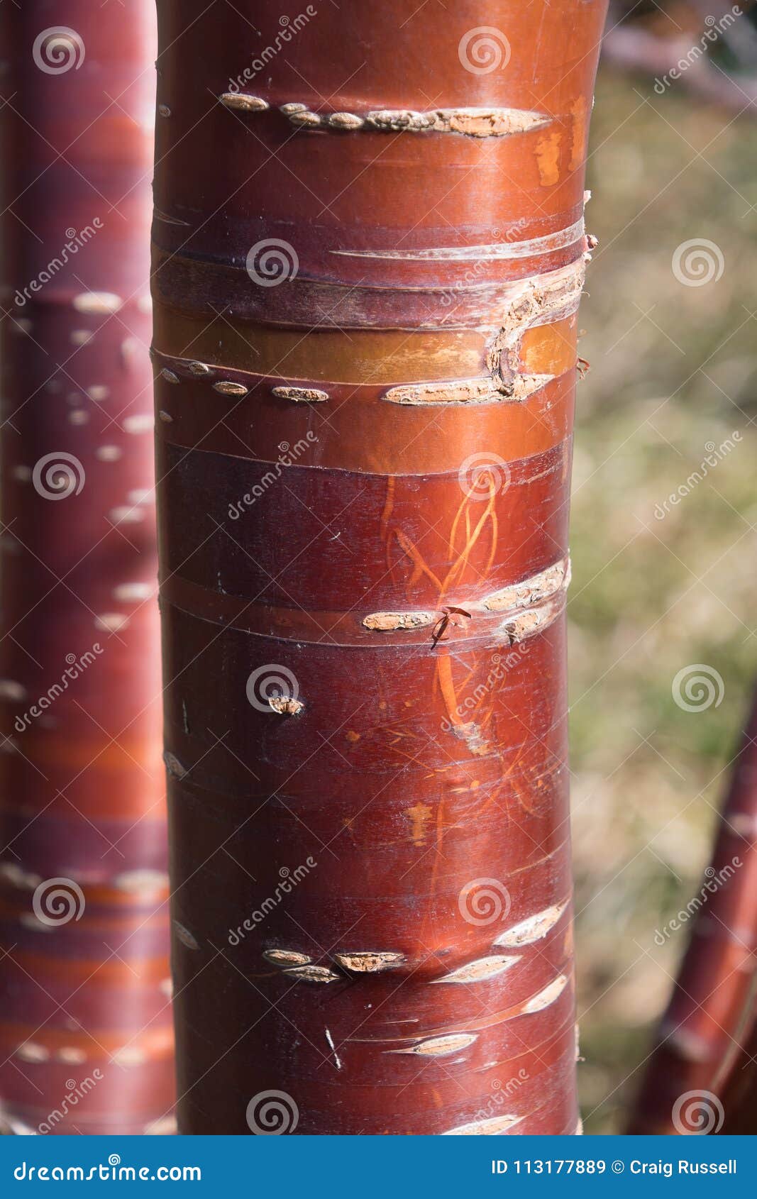 Chinese Red Birch Tree Betula Albosinensis Close Up Of Peeling Bark ...