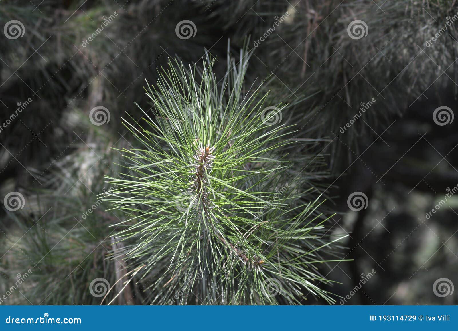 Chinese red pine stock image. Image of needle, pine - 193114729