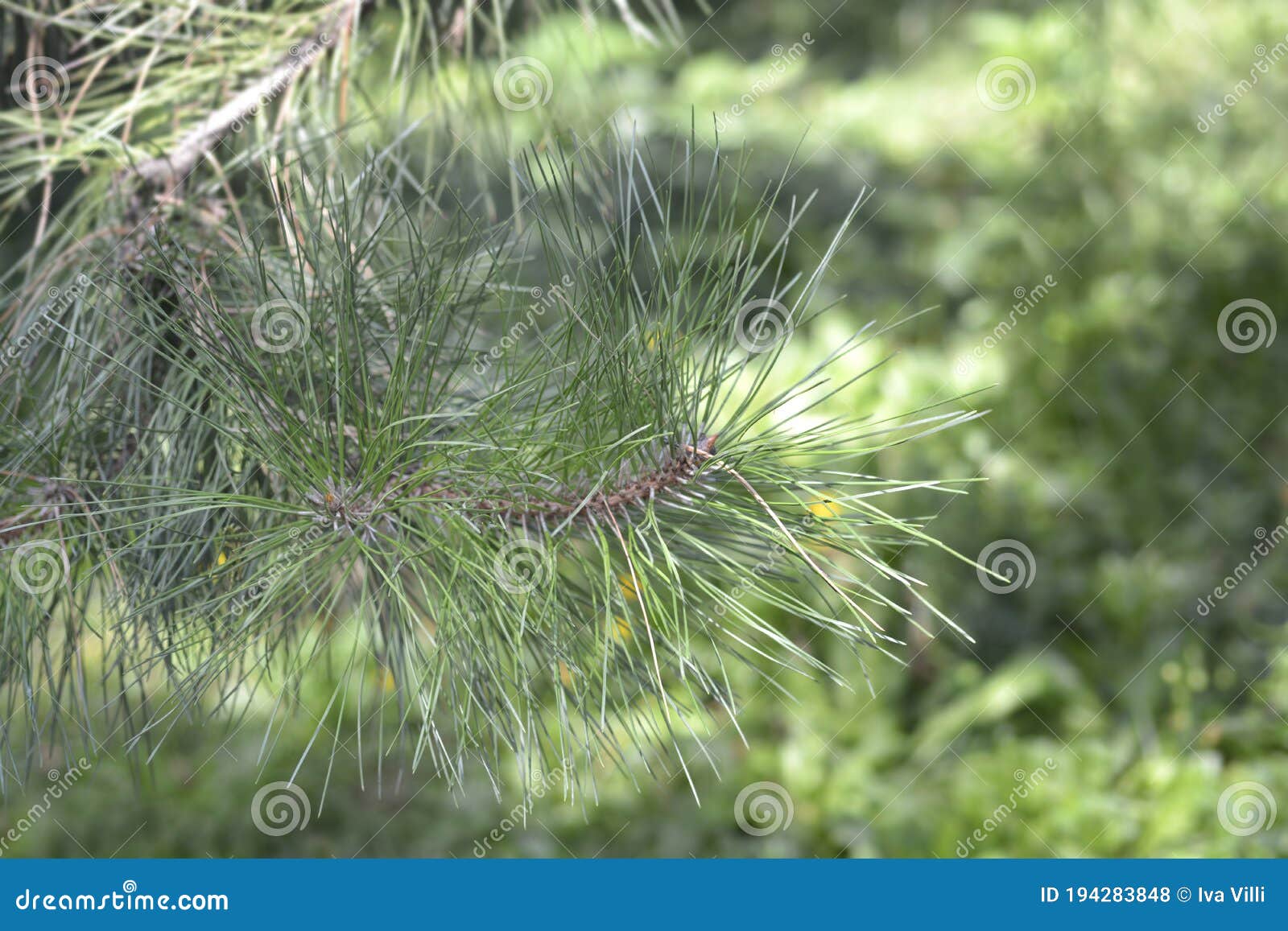 Chinese red pine stock photo. Image of southern, branch - 194283848
