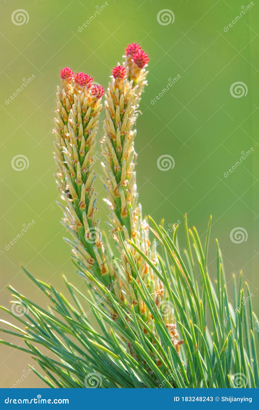 Chinese Red Pine stock image. Image of plant, tender - 183248243