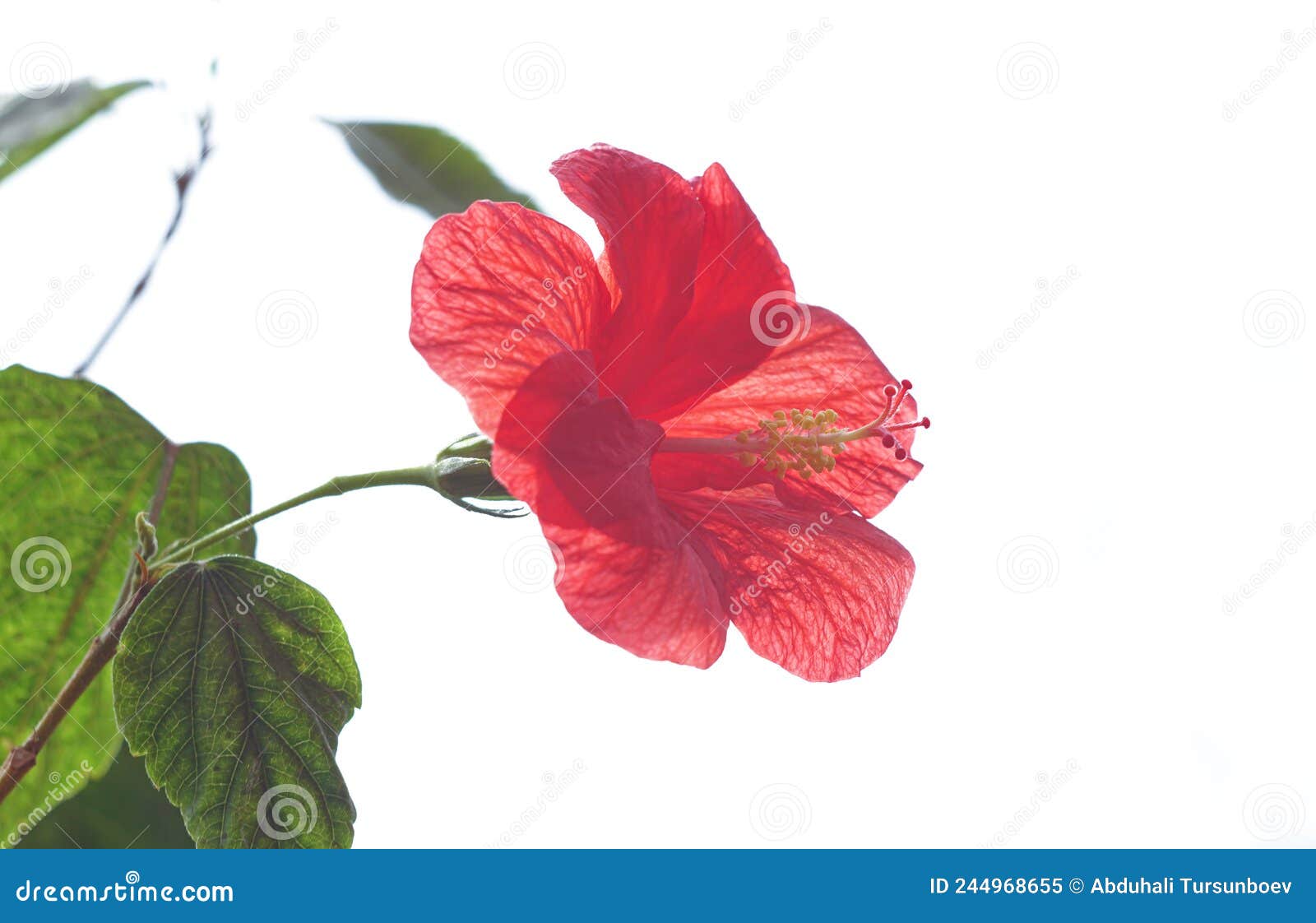 Chinese red rose stock image. Image of closeup, leaf - 244968655