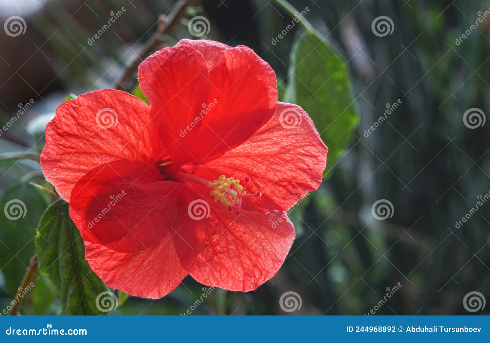 Chinese red rose stock photo. Image of yellow, china - 244968892