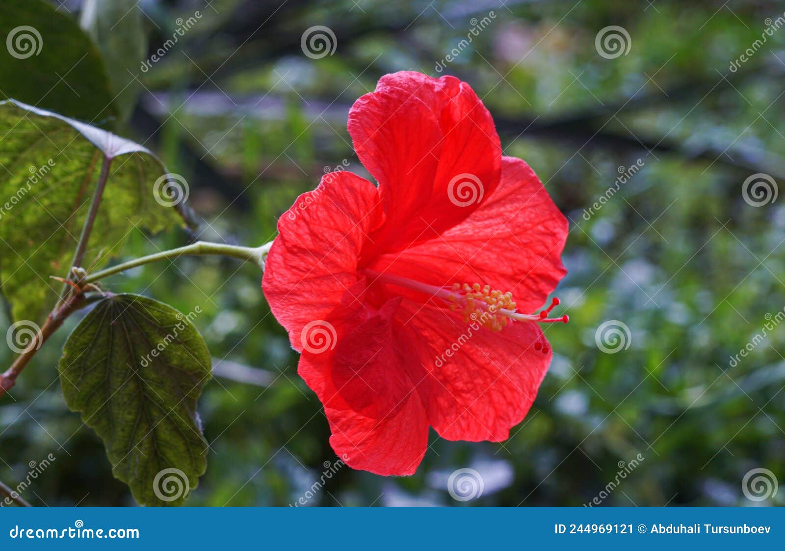 Chinese red rose stock image. Image of floral, china - 244969121