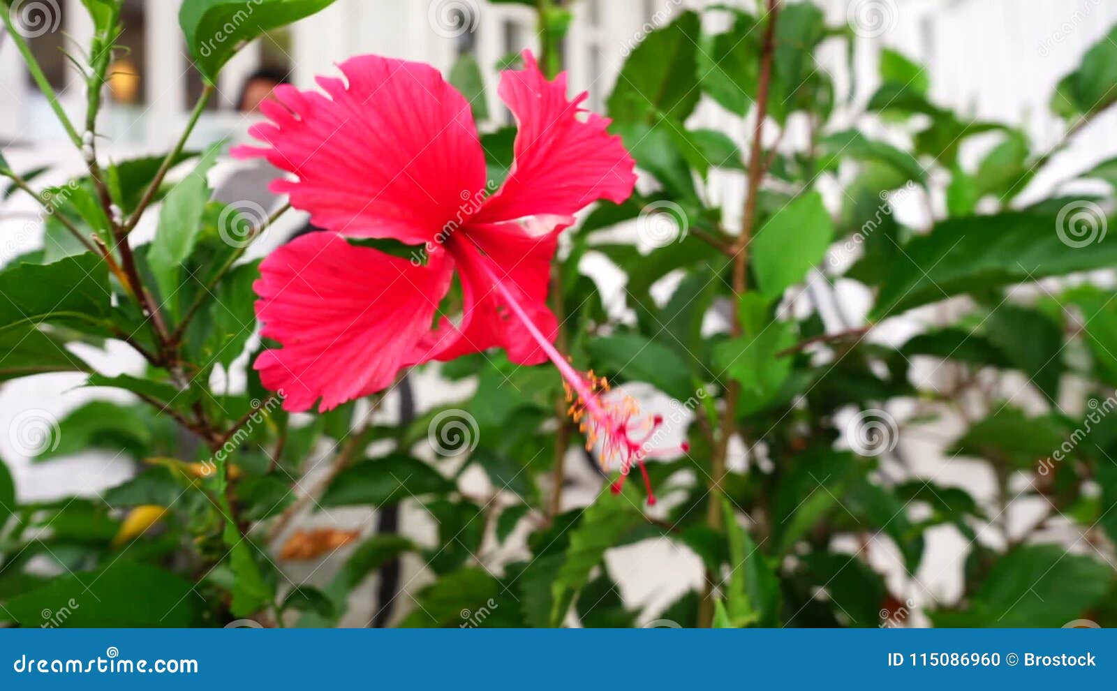 Chinese red rose Hibiscus stock footage. Video of beauty - 115086960