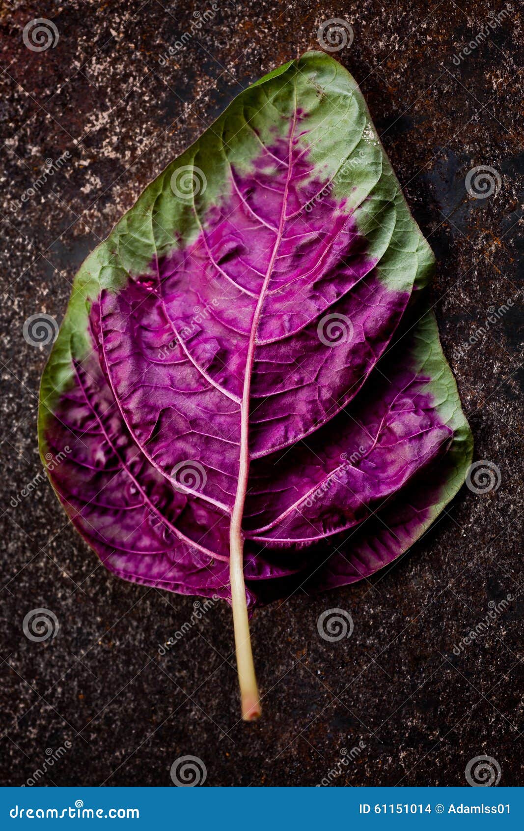 Chinese Red Spinach Leaf stock photo. Image of purple - 61151014