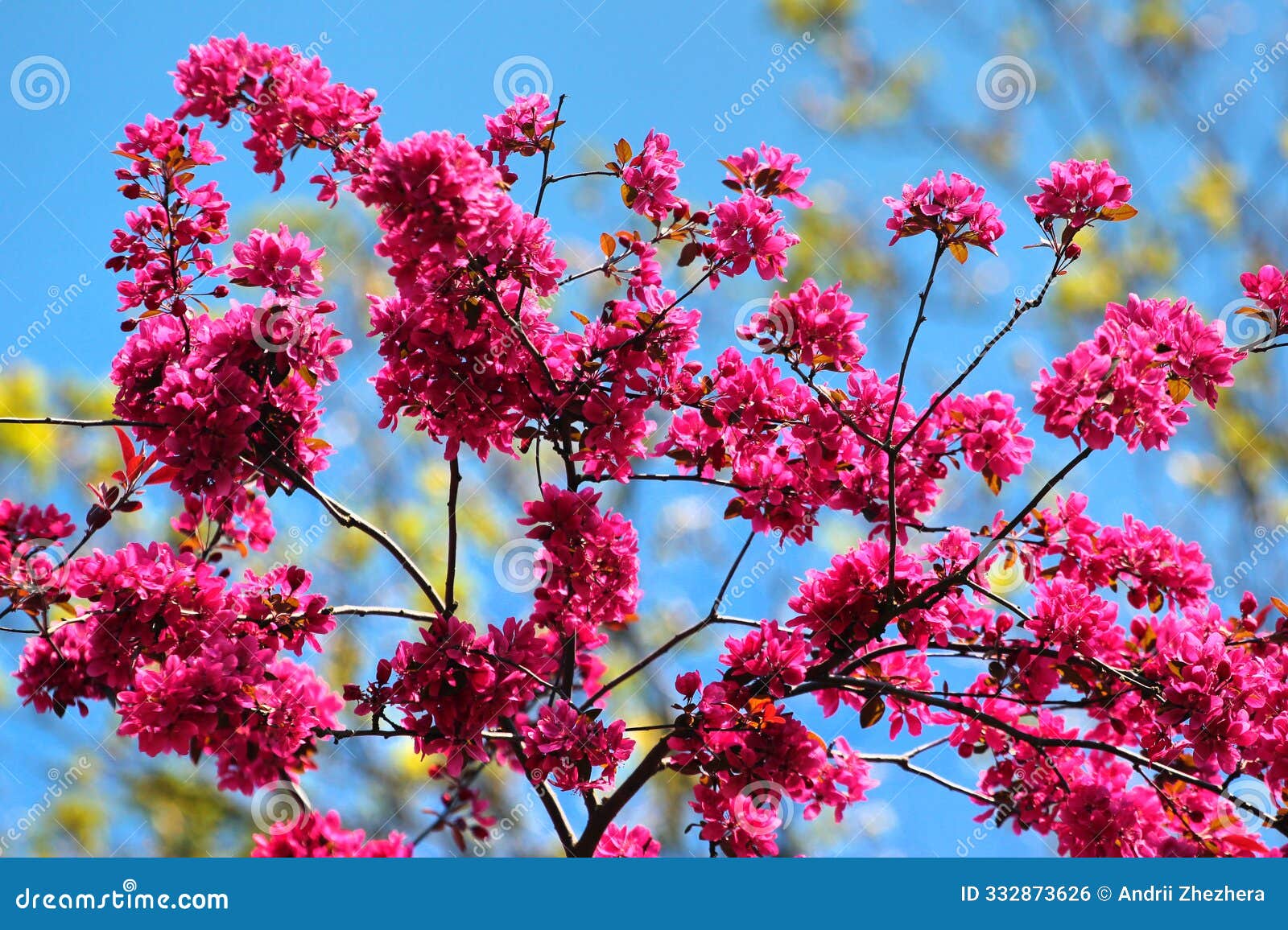 Chinese Redbud, or Cercis Chinensis Tree in Bloom Stock Photo - Image ...