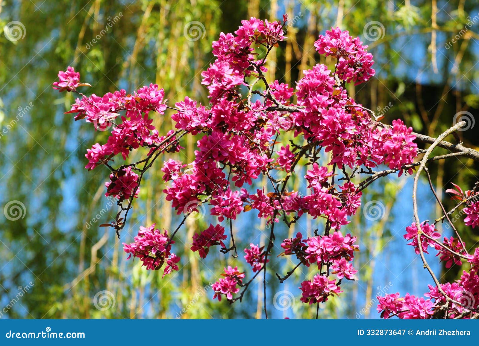 Chinese Redbud, or Cercis Chinensis Tree in Bloom Stock Image - Image ...