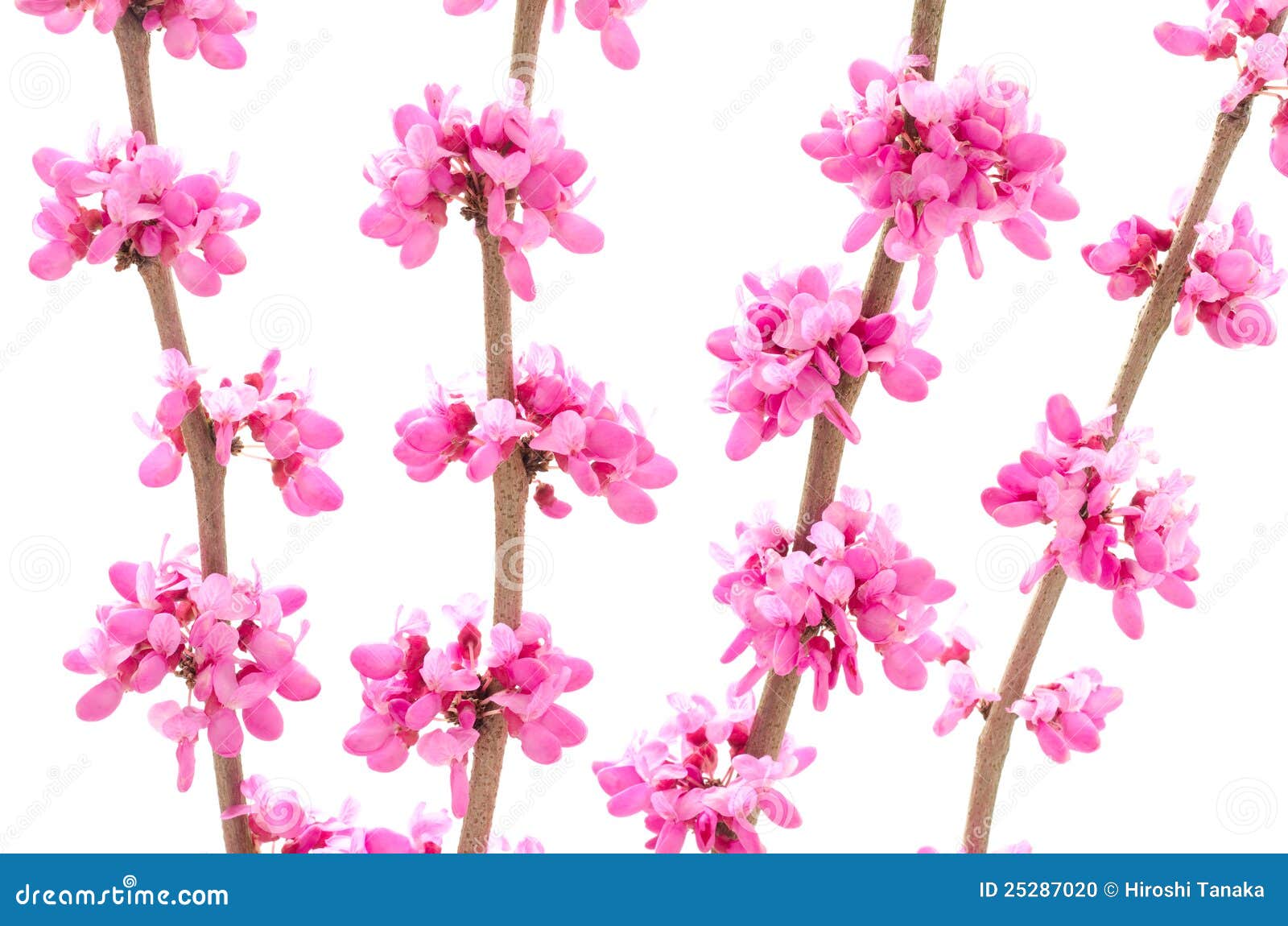Chinese redbud flower stock photo. Image of spring, still - 25287020