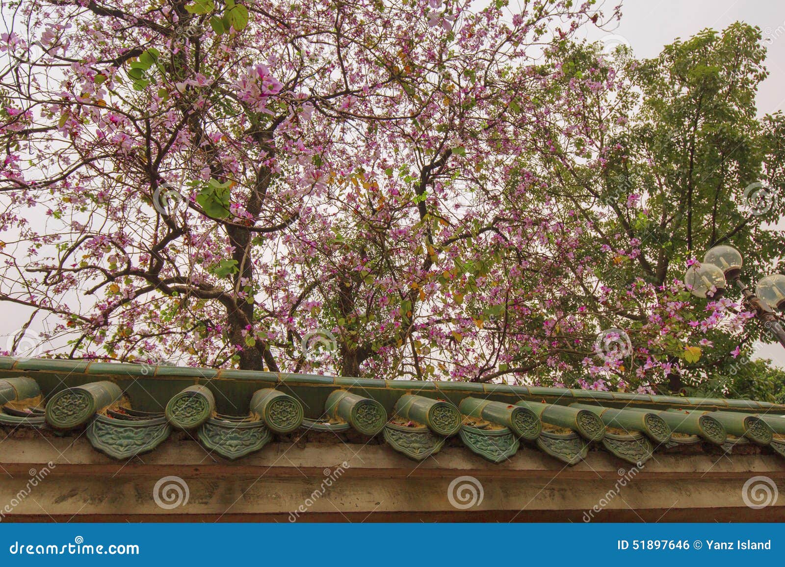 Chinese redbud stock photo. Image of plants, nature, park - 51897646