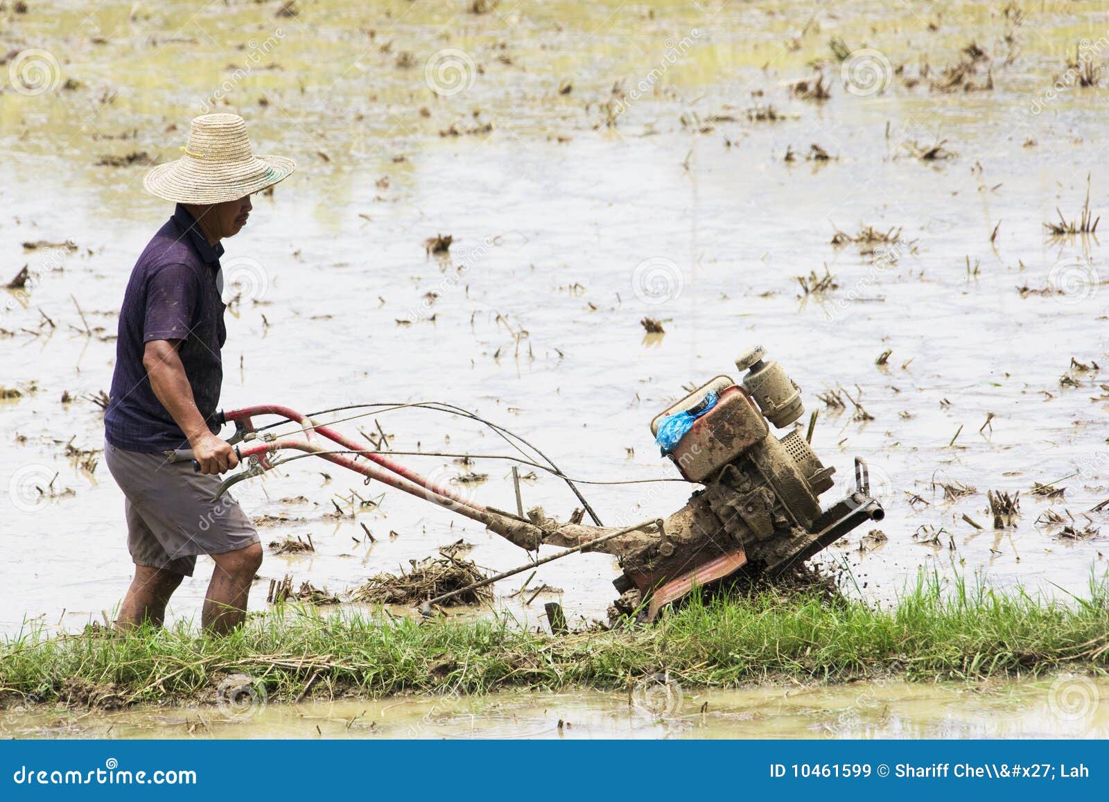 Chinese Rice Farming editorial stock image. Image of farm - 10461599