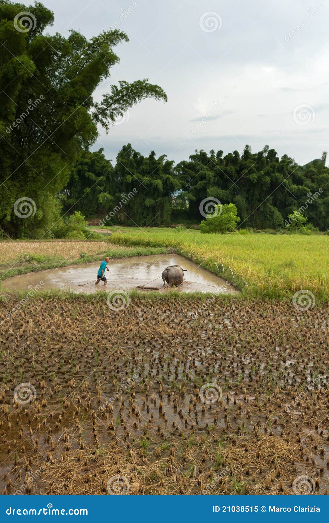 Chinese rice farming editorial image. Image of plow, agriculture - 21038515