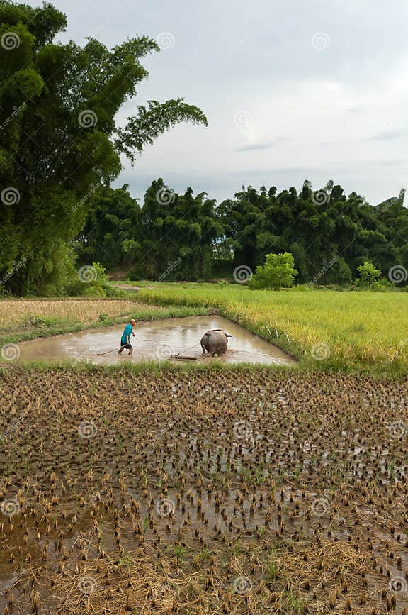 Chinese rice farming editorial image. Image of plow, agriculture - 21038515