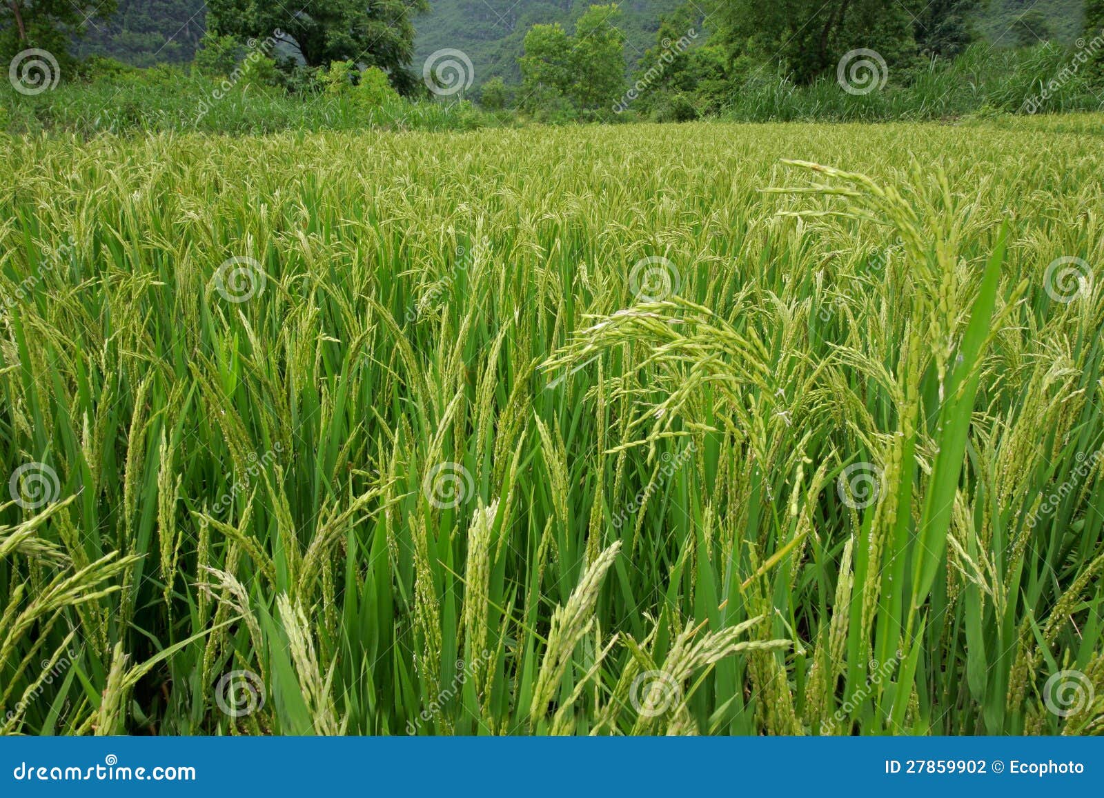 Chinese rice field stock photo. Image of organic, food - 27859902