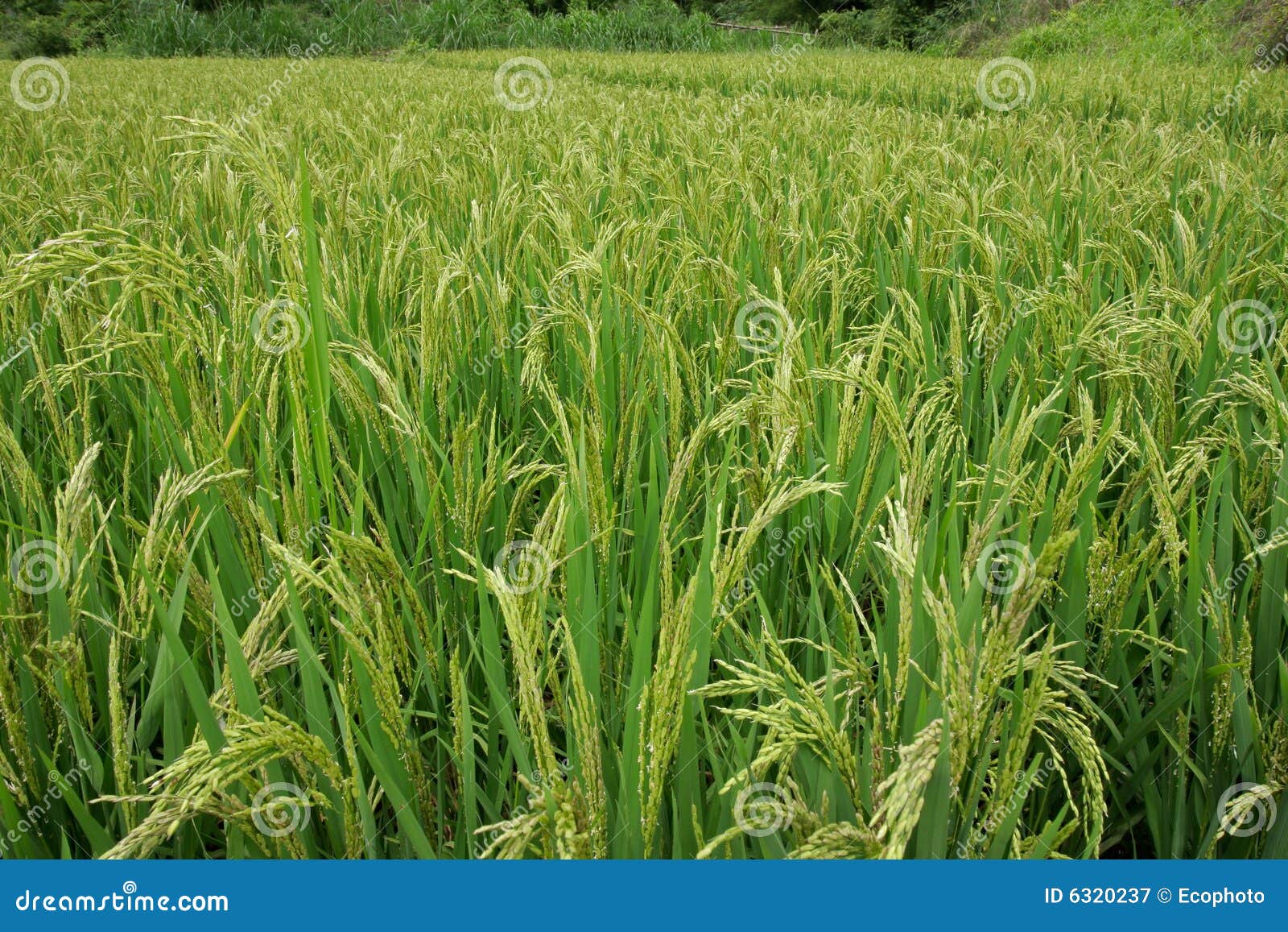 Chinese rice field stock image. Image of stems, food, scenic - 6320237