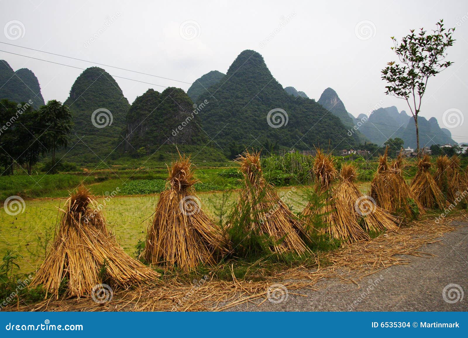 Chinese Rice Field Landscape Stock Photo - Image of land, agriculture ...