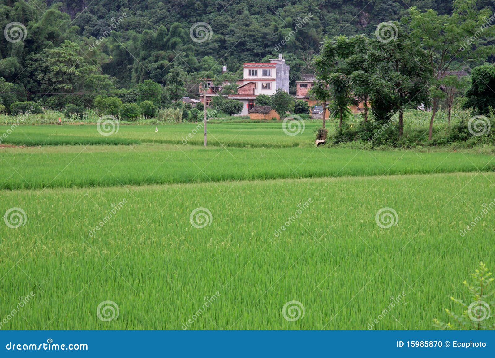 Chinese rice fields stock photo. Image of grain, rice - 15985870
