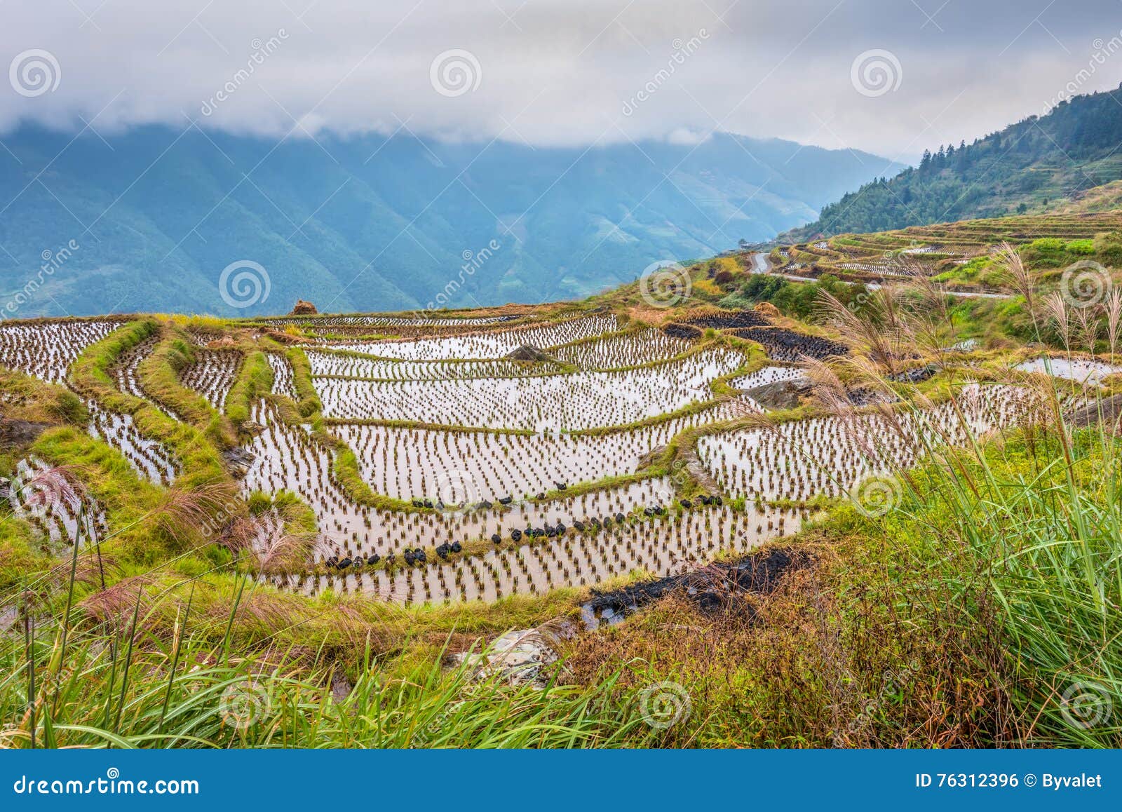 Chinese Rice Fields Close-up Stock Photo - Image of farmland ...