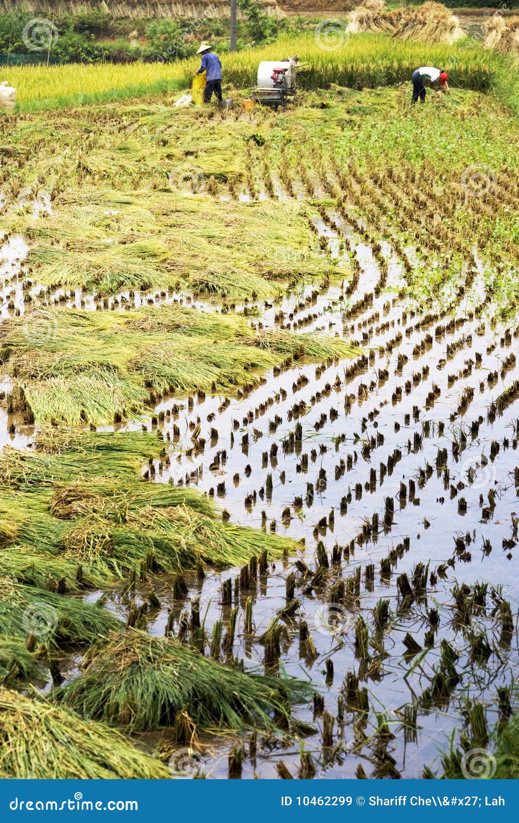 Chinese Rice Harvesting stock image. Image of work, traditional - 10462299