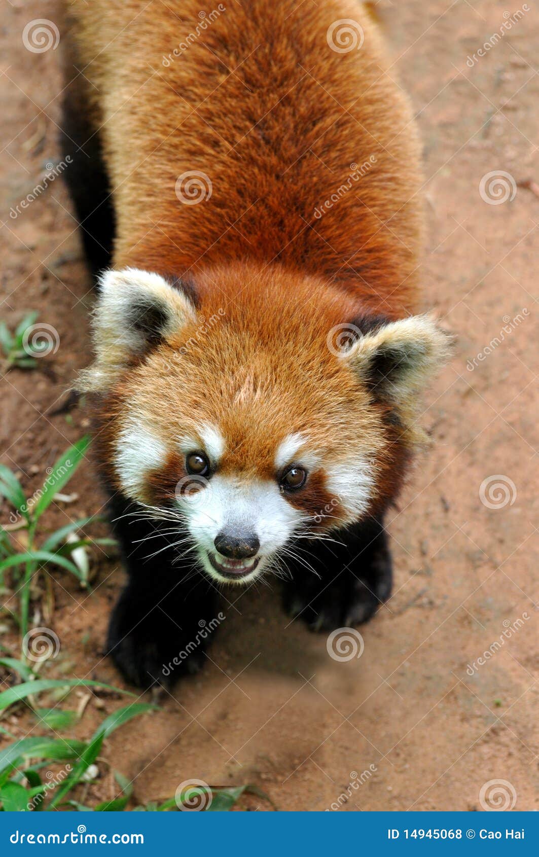 Chinese rode panda stock foto. Image of gezicht, minste - 14945068