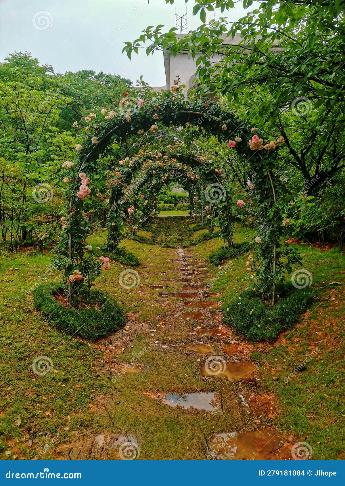 Chinese rose arch stock photo. Image of nature, flowers - 279181084