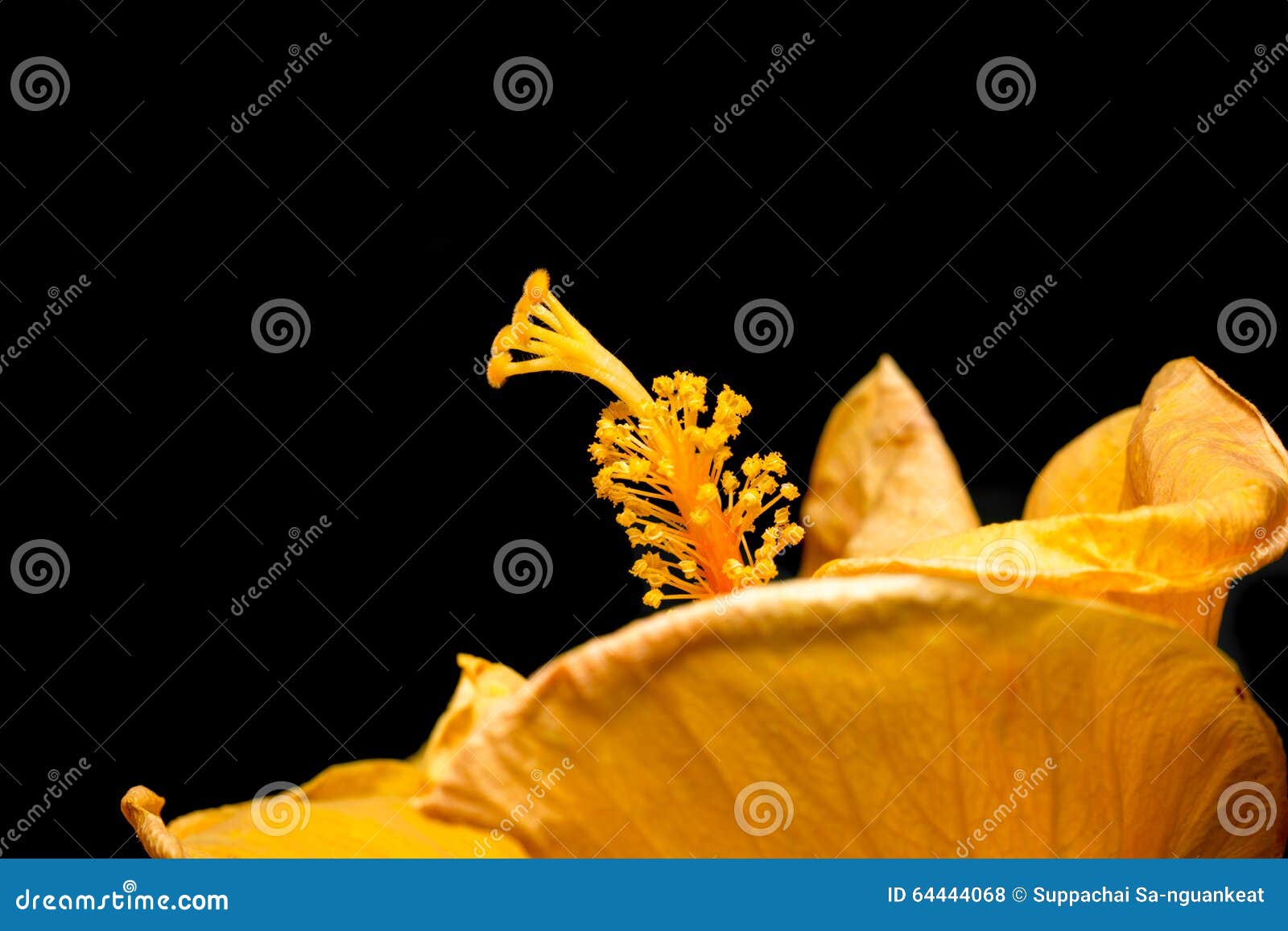 Chinese Rose Pollen on Black Background Stock Photo - Image of close ...
