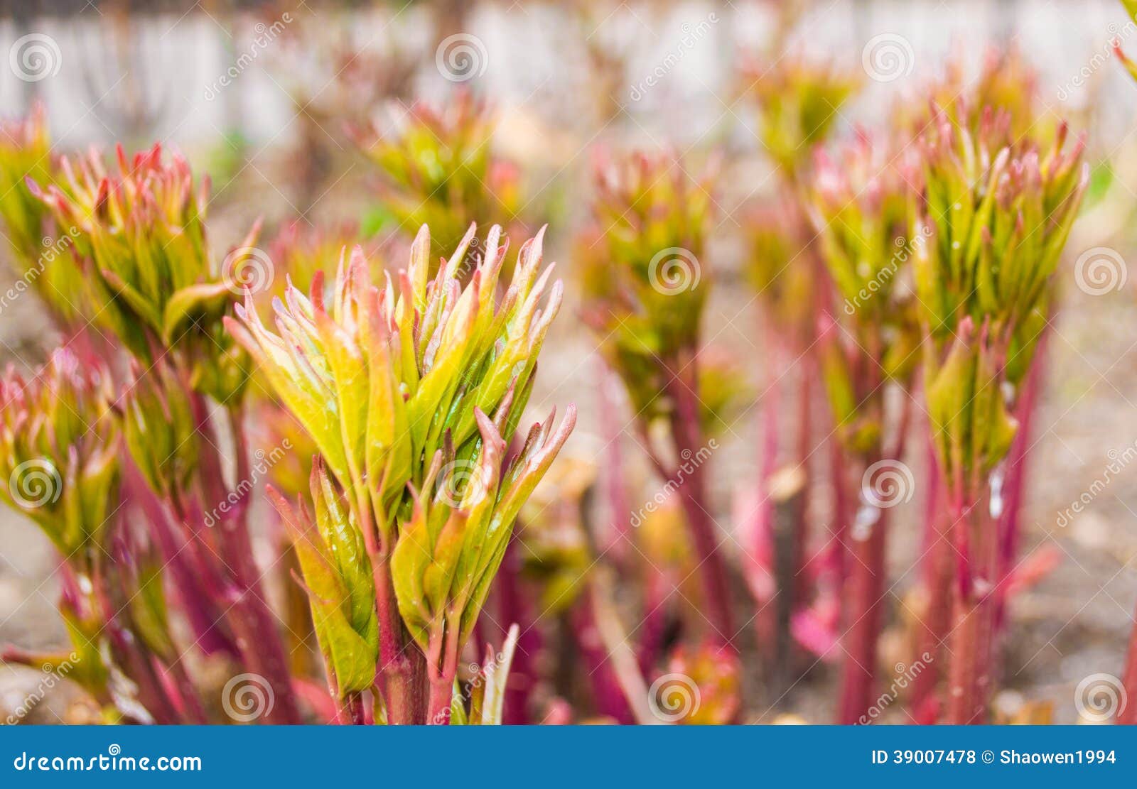 Chinese rose sprouting stock photo. Image of tree, garden - 39007478