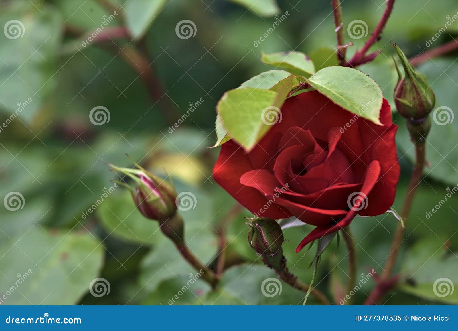 Chinese Roses in Bloom in a Bush Seen Up Close Stock Image - Image of ...
