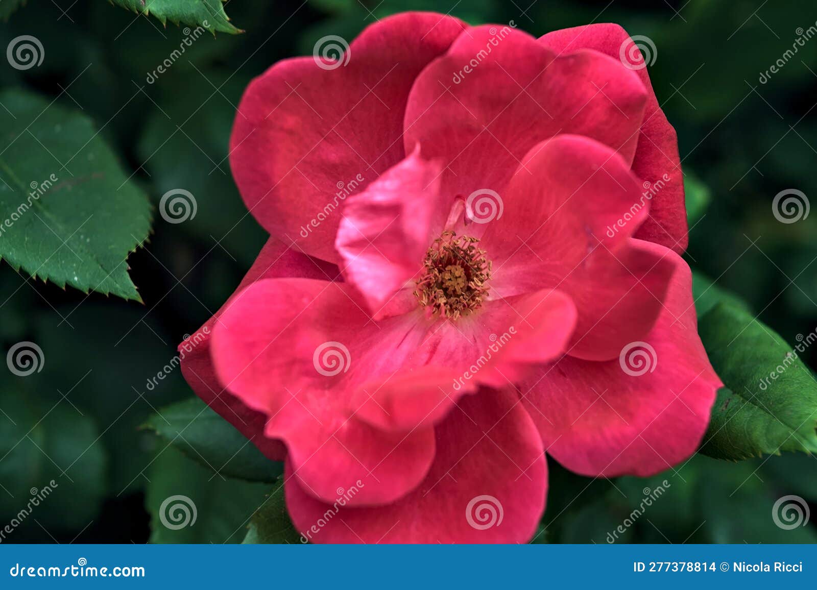 Chinese Roses in Bloom in a Bush Seen Up Close Stock Photo - Image of ...