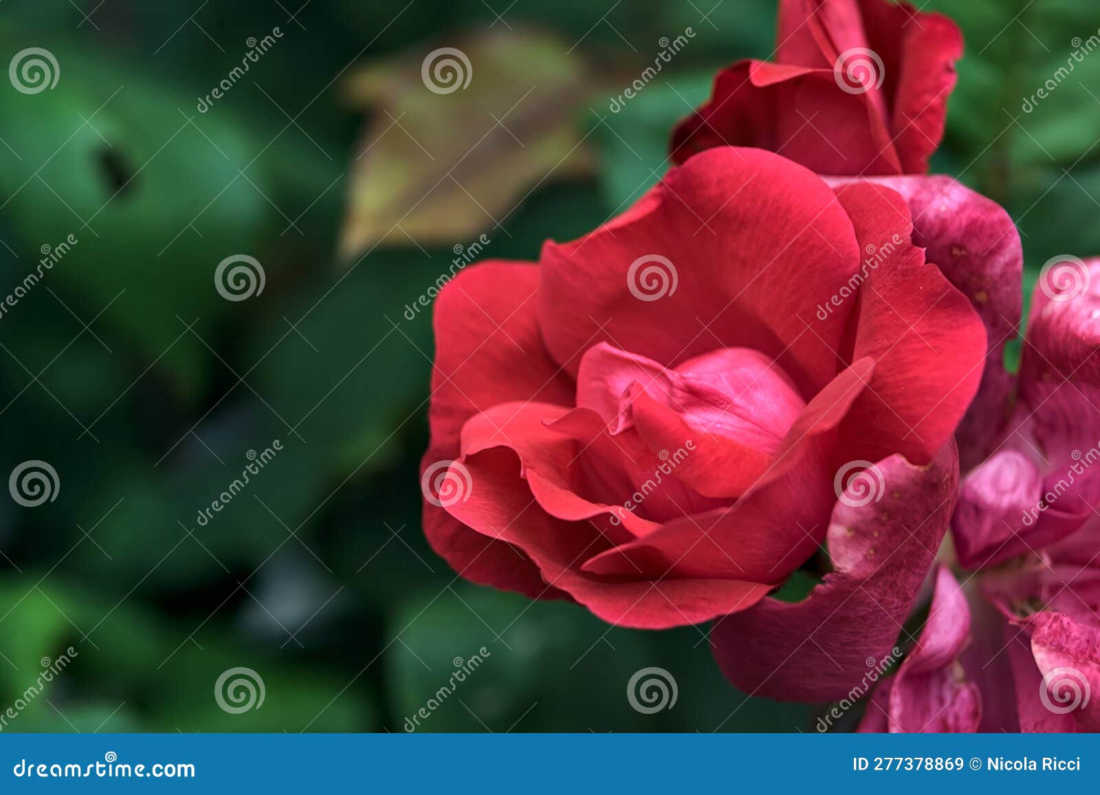 Chinese Roses in Bloom in a Bush Seen Up Close Stock Image - Image of ...