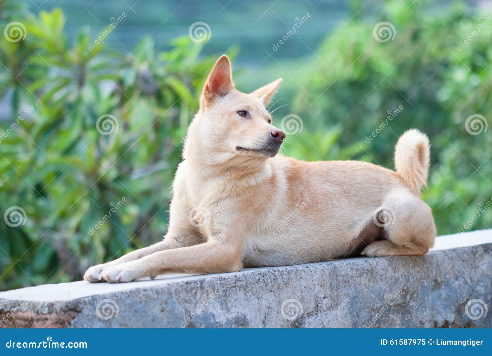 Chinese Rural Dog