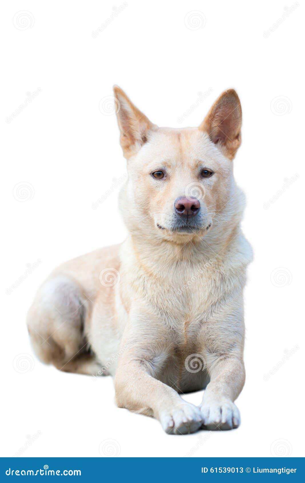 Chinese Rural Dog Stock Photo - Image: 61539013