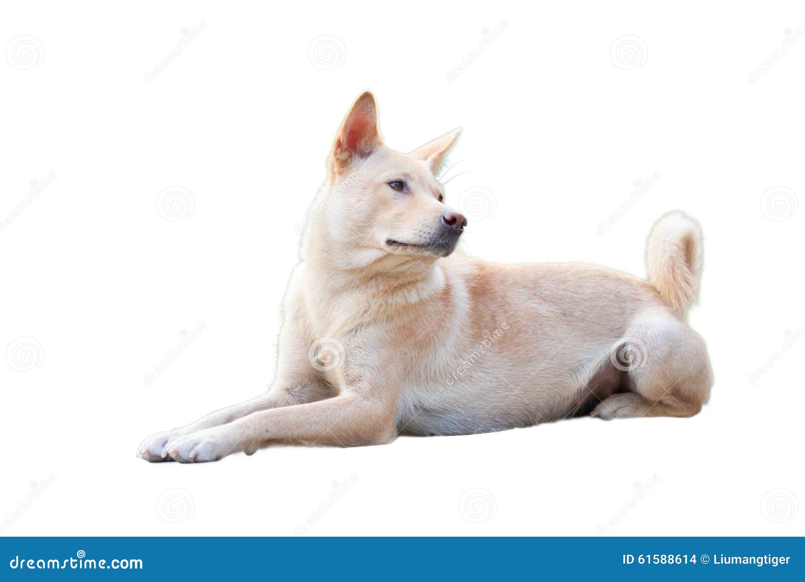 Chinese Rural Dog in White Background Stock Photo - Image of defend ...