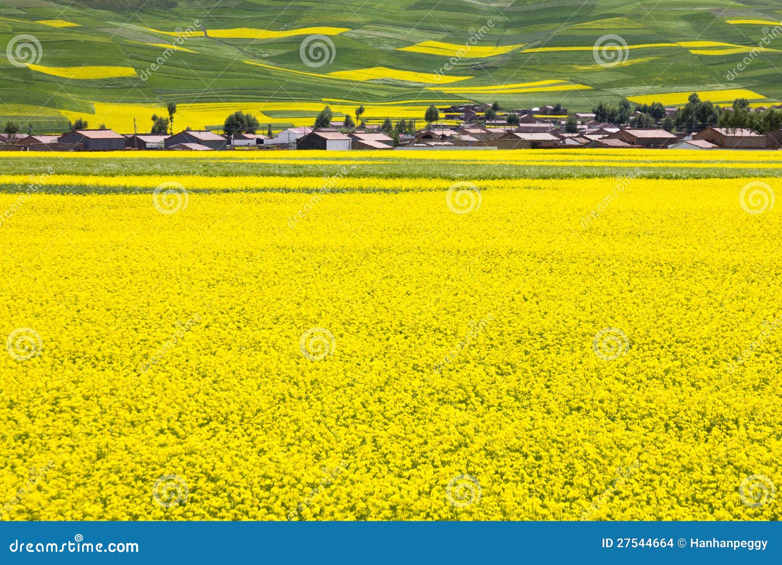 Chinese rural landscape stock photo. Image of canola - 27544664